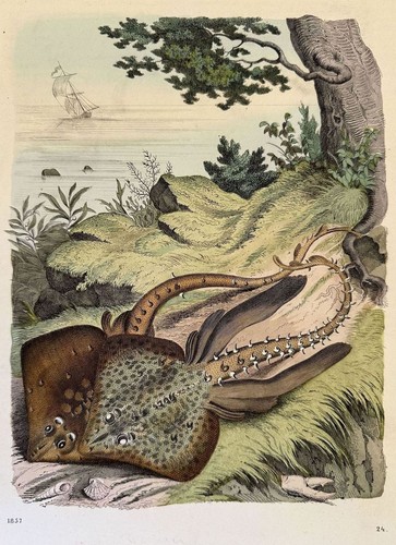 Grabados Pez Raza Ray Fish 1857 Ittiologia Peces Naturaleza Morta Dead ...