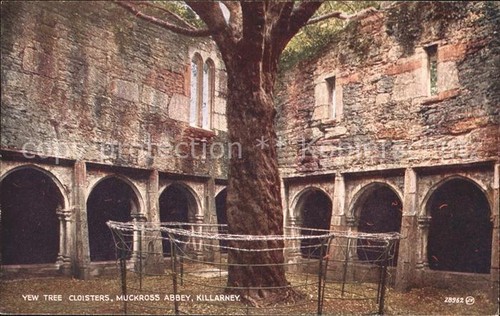 71911758 Yew_Tree Cloisters Muckross Abbey Killarney Yew_Tree | eBay.de