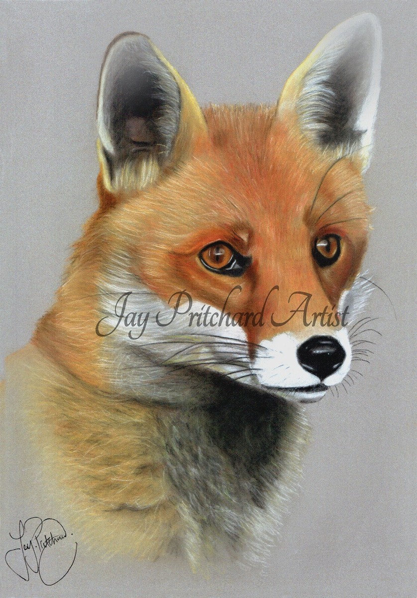 Red Fox Pencil Drawing