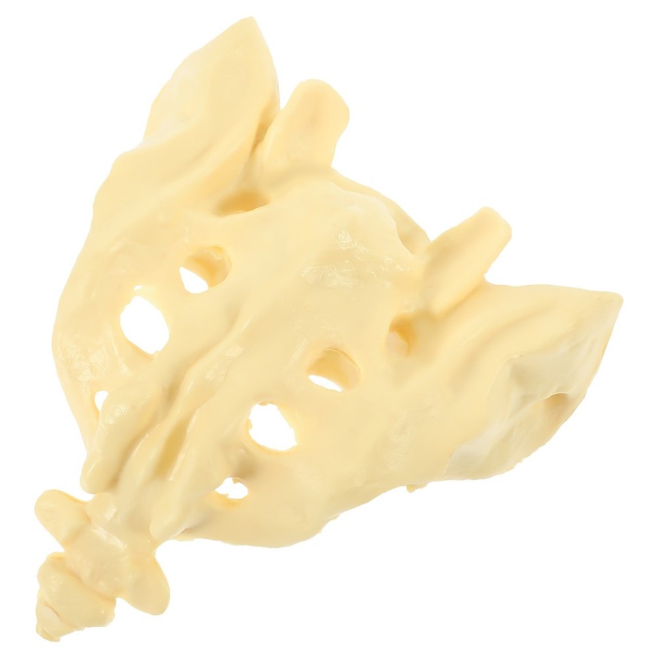 1Pc Sacrum Bone Anatomy Model Medical Sacrum Anatomical Model for ...