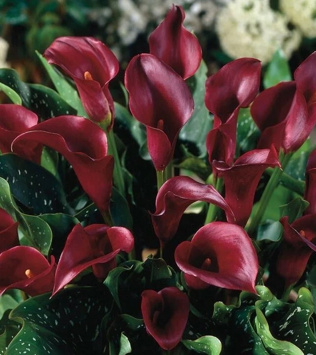 Red Calla Lily Flower