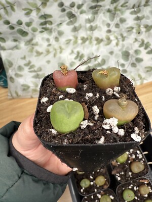 Conophytum Maughanii succulent plant In 6cm Pot | eBay UK