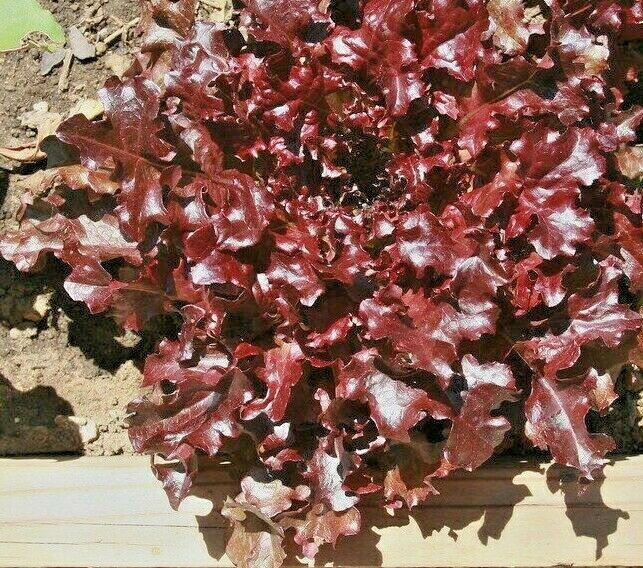 1000+ RUBY RED LETTUCE SEEDS 🌱 HEIRLOOM | SPRING | NON-GMO | FREE ...