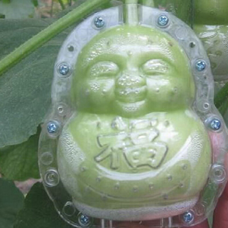 Mold Growing Fruit Cucumber Forming Molds Growth Watermelon Vegetable ...