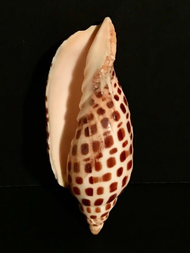 BEAUTIFUL 4+ INCH SCAPHELLA JUNONIA SHELL 107 MM, JUNONIA JUNO VOLUTE ...