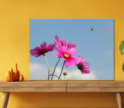 Hot Pink Cosmos Flowers 5mm thick Plastic Poster Ready to Hang 60x45cm ...