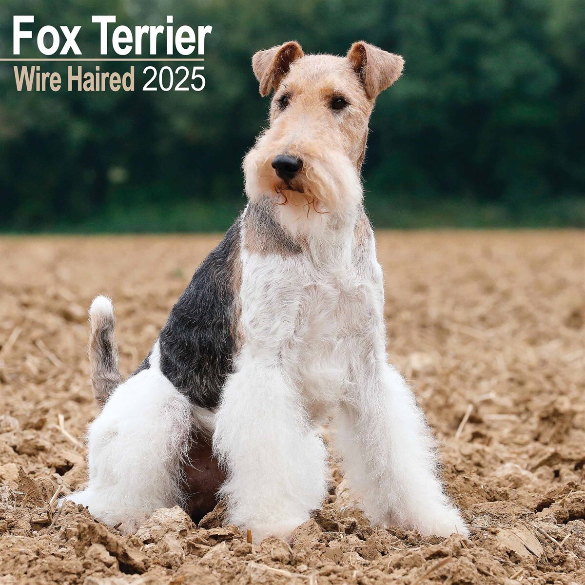 Wire Hair Terrier