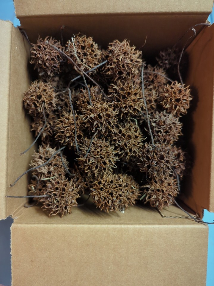 100 Sweet Gum tree balls (Witches Burr) Fresh Natural Crafting Supplies ...