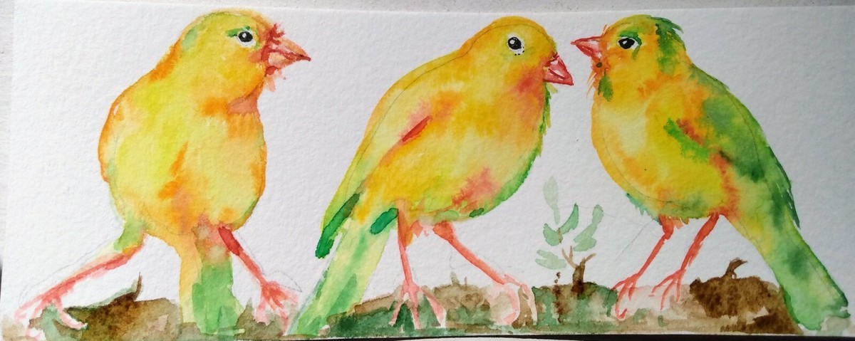 Yellow Canary Drawing