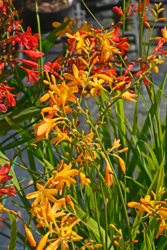 10x Crocosmia Small Flowering MIX Summer Bulbs Garden Perennial ...