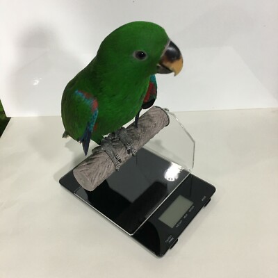 SCALE PERCH & DIGITAL GRAM / OUNCE SCALE - easily weigh your bird ...