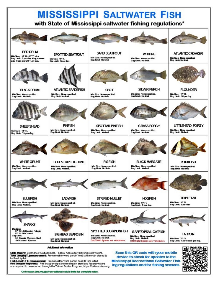 Saltwater Fish ID and Regulations Jumbo Card - Mississippi | eBay