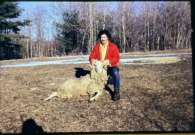 Original Vintage Photo Slide Man Hunting with Ram Big Horn Sheep Hunter ...