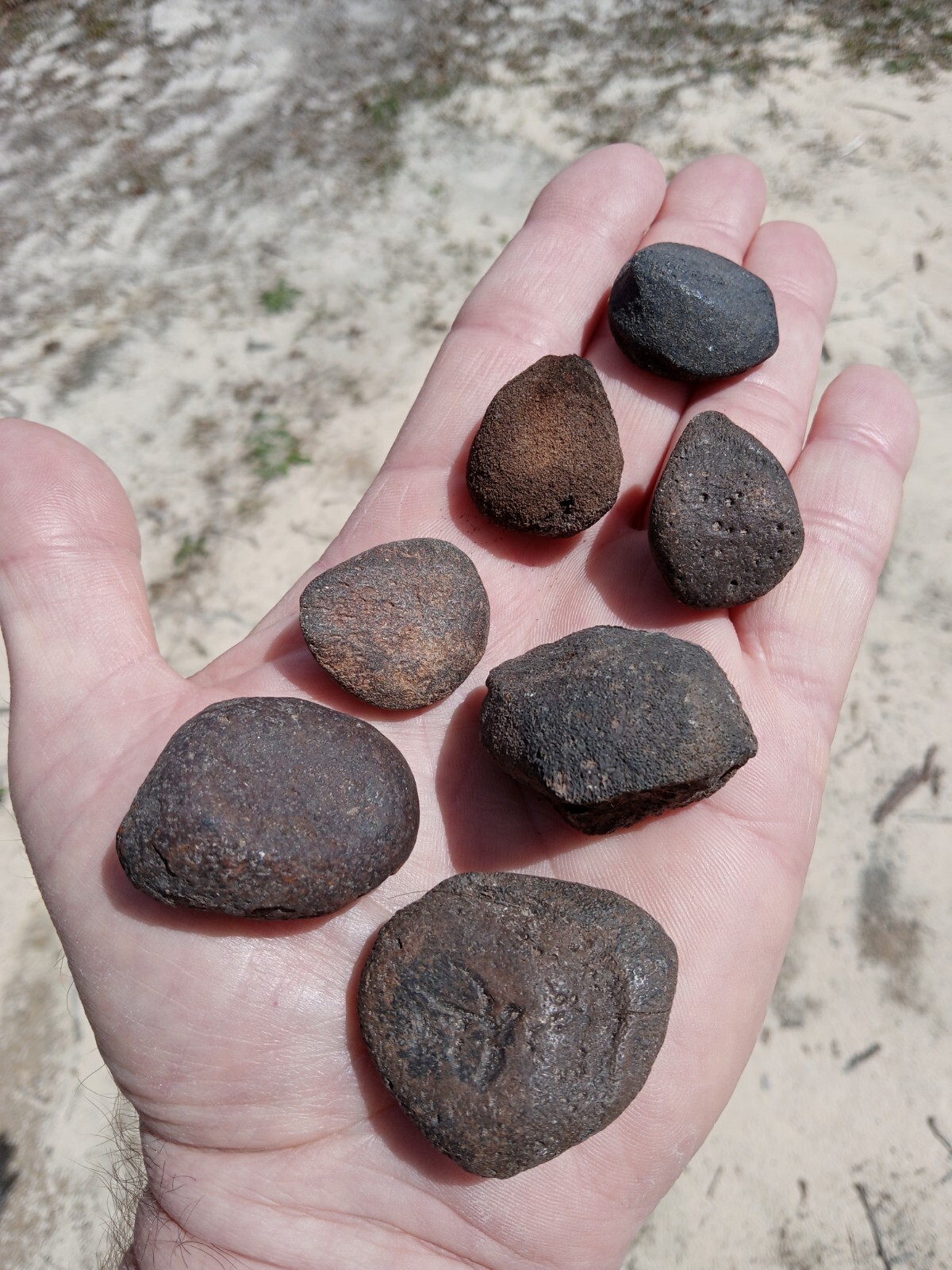 LOT OF FOSSIL GIANT TORTOISE (TURTLE 🐢) SPUR BONES FLORIDA ICE AGE! N4 ...