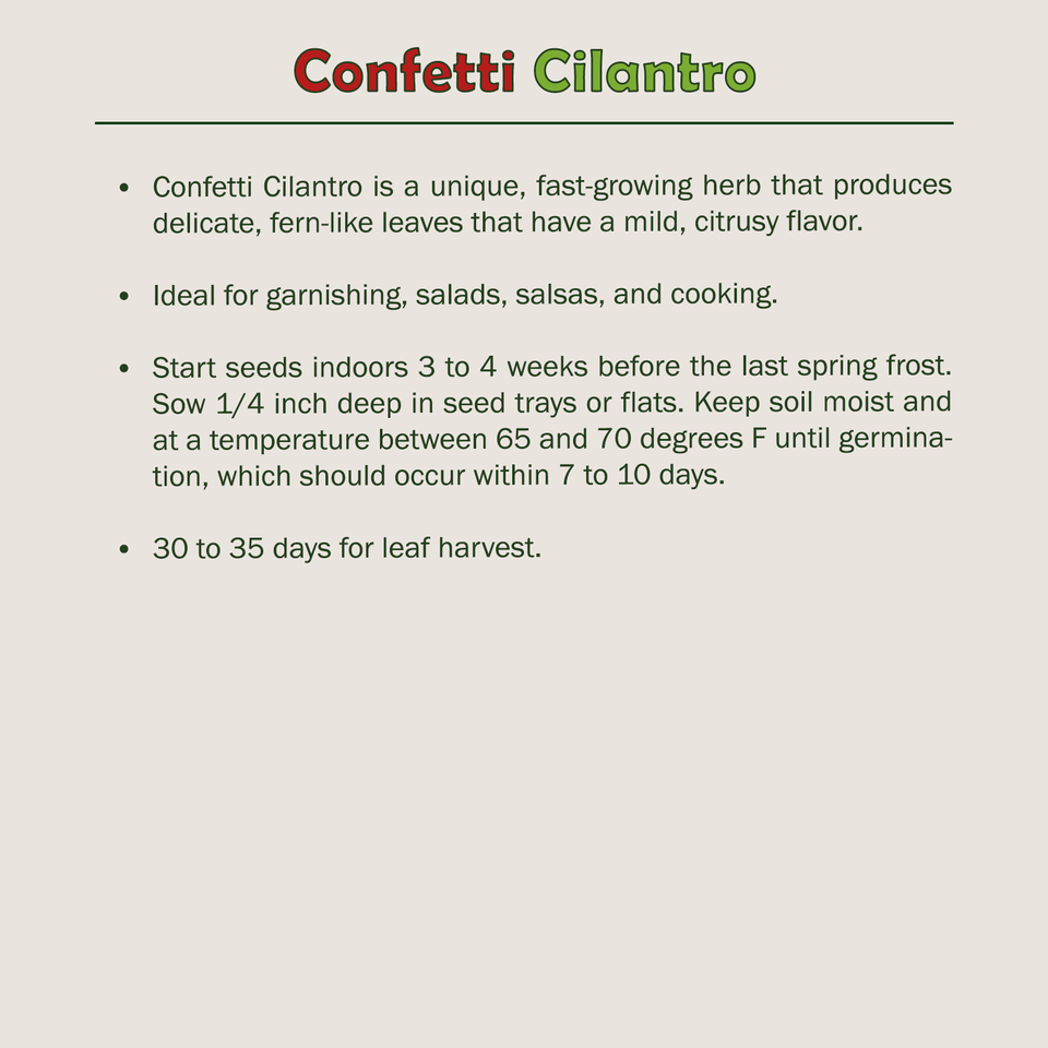 500 Confetti Cilantro Seeds, Open-Pollinated, Culinary Herb, Genuine ...