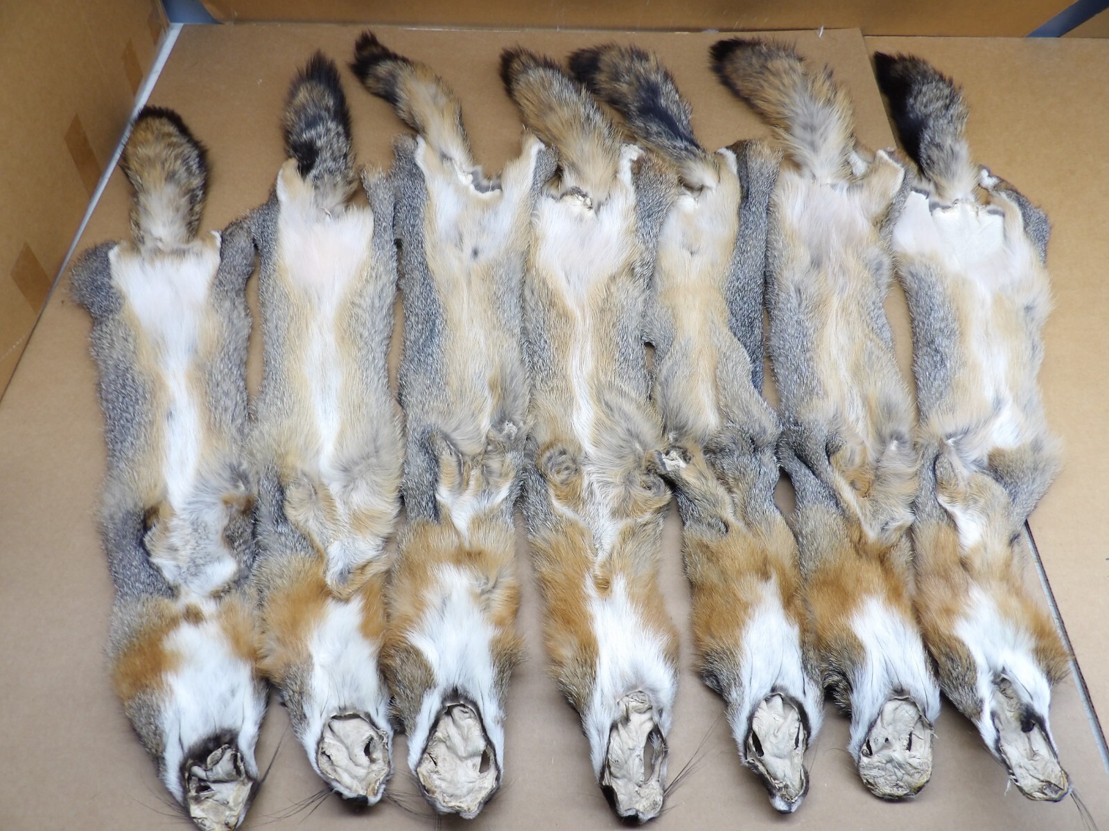 #1 Grey Fox Professionally Tanned/Furs/Trapping/Taxidermy/Crafts/USA ...