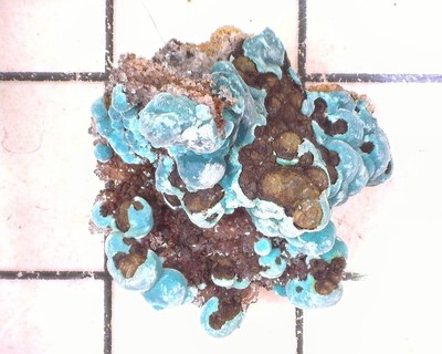 04774 MM Rosasite Christmas Mine Gila County Arizona USA 3326 | eBay
