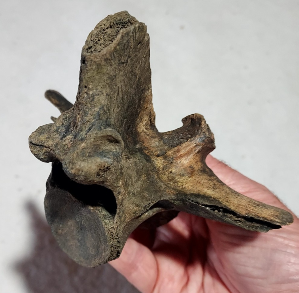 Elk LM2 Lumbar Vertebra Bone Fossil from Ice Age | eBay
