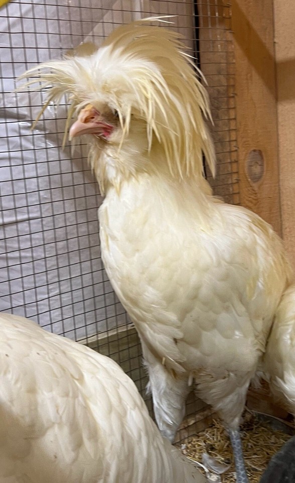 Large Fowl Hens Choice Hatching Eggs, White Face Black Spanish, Cochins ...