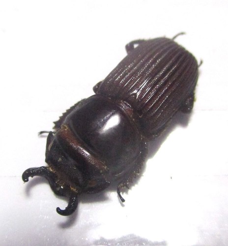 E003 GNE | CL : Lucanidae: Nigidius species? 21.5mm A ...