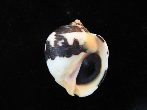 Sea Shell Thais (Vasula) melones 39.6mm ID#4518 | eBay
