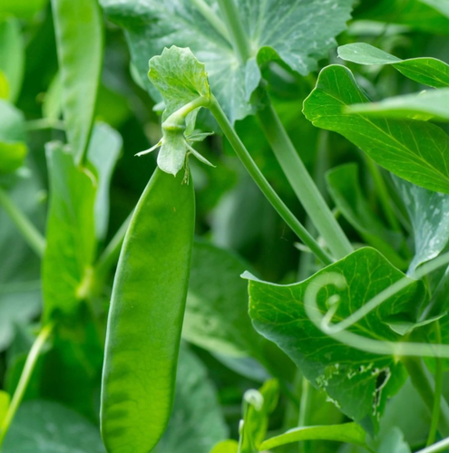 SNOW PEA Yukomo Giant 40+ seeds Prolific peas autumn winter vegetable ...