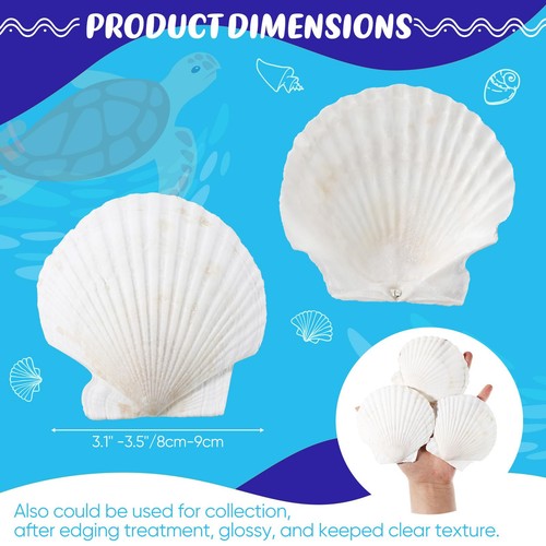 30 Pcs Scallop Shells for Crafts White Sea Shells Bulk Natural Large ...