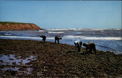 Gathering Irish Moss North Rustico Prince Edward Island Canada postcard ...