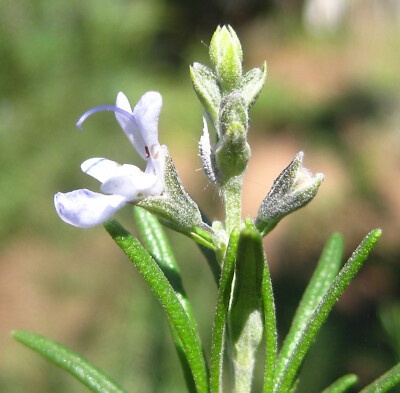 Olio Essenziale Rosmarino A Cineolo Puro E Naturale 50 ML | eBay