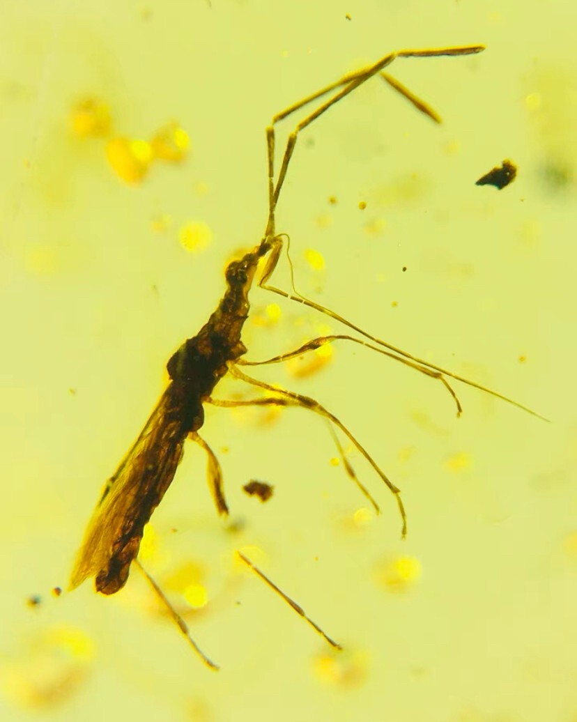 Cretaceous Fossil Burmese amber burmite Stink bug insect Fossil amber ...