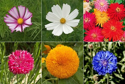 Pearlie's Cut Flower Garden Seed Mix, 100 Seeds, Open Pollinated, Non ...