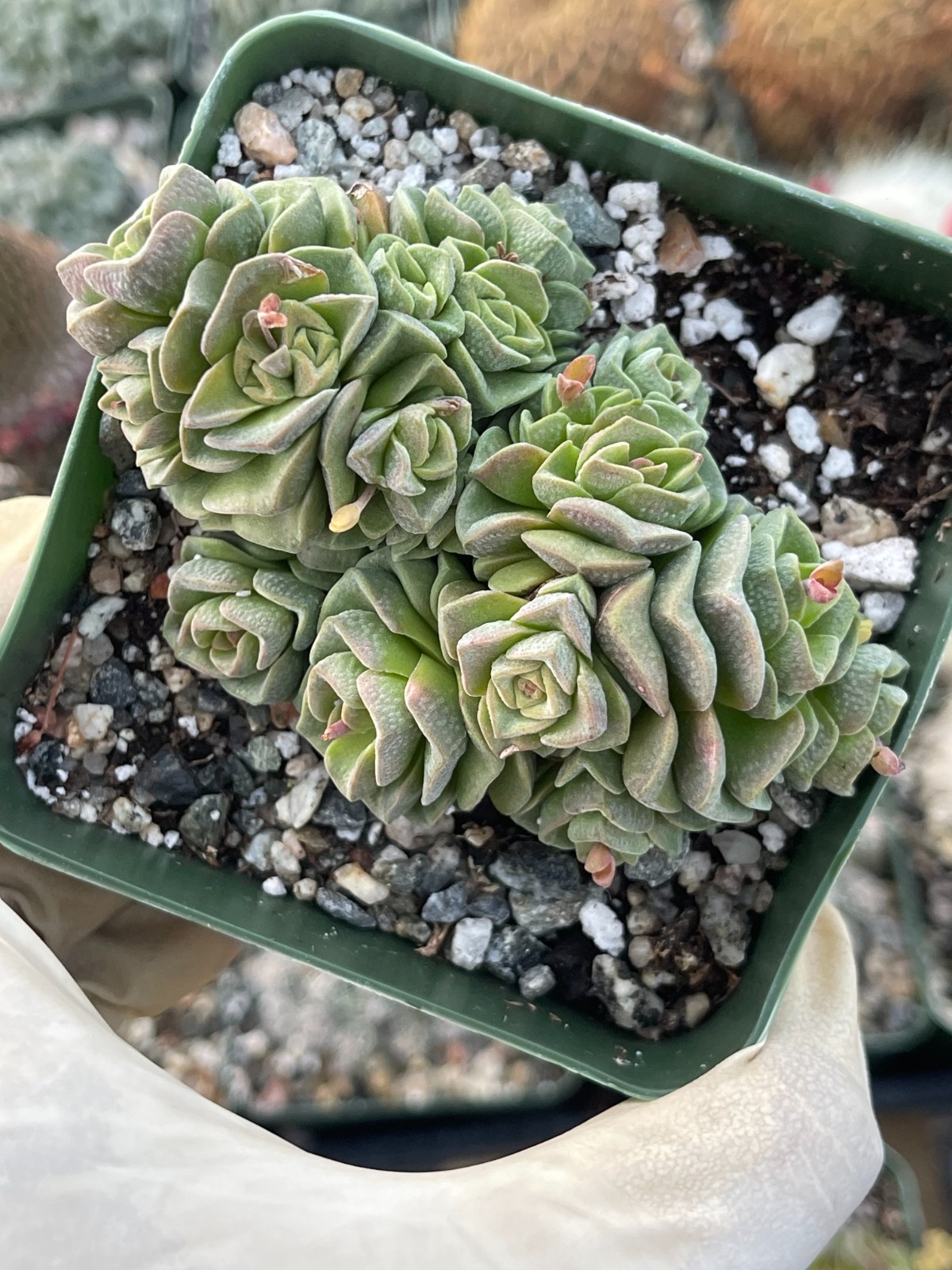 Crassula susannae – Rare Stacked Succulent | Live Succulent | eBay
