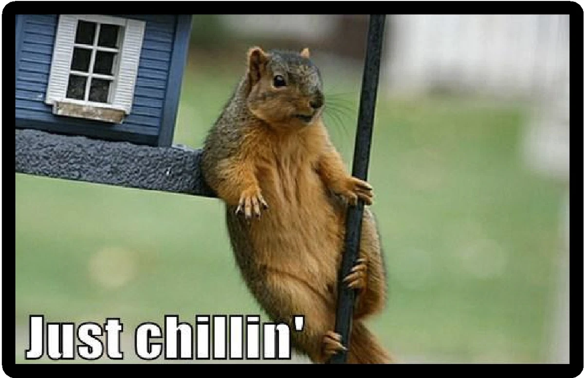 Funny Squirrel Memes Nuts