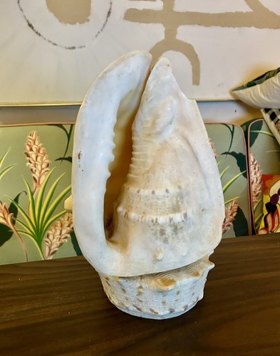 Large Queen Helmet Conch Shell Light on Stand Hawaii | eBay
