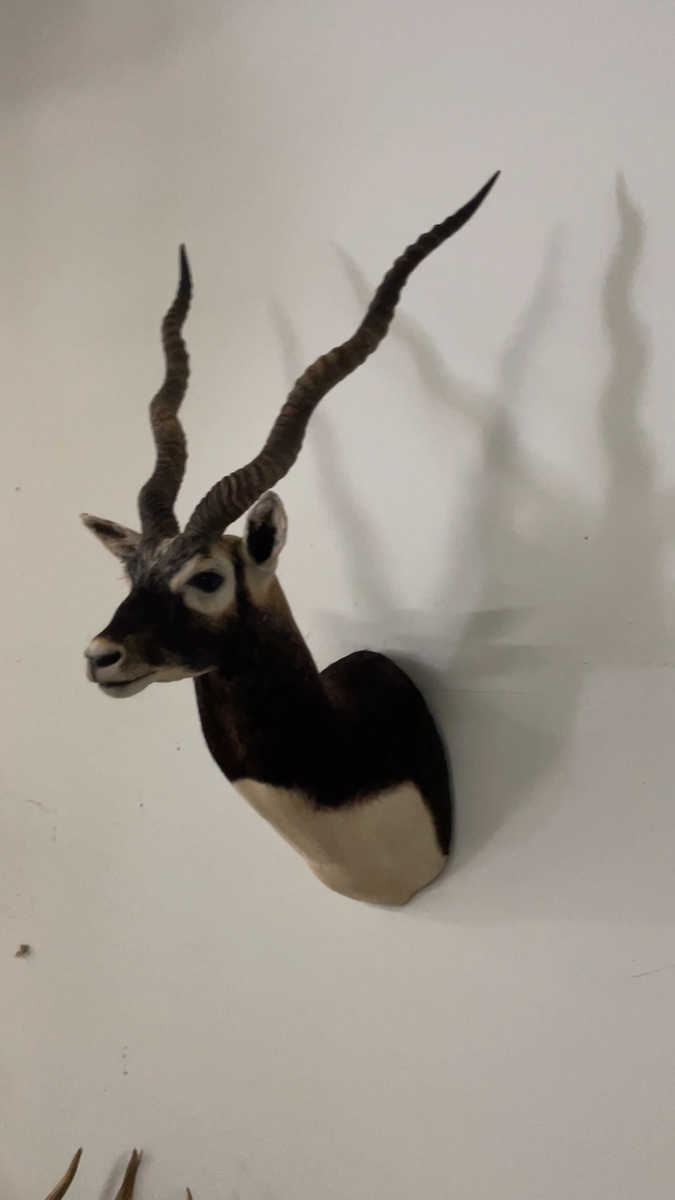 Blackbuck Antelope Mount