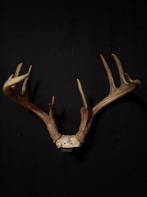140" Whitetail Deer 12 Point Buck Antler Taxidermy Horns Shed Cabin ...