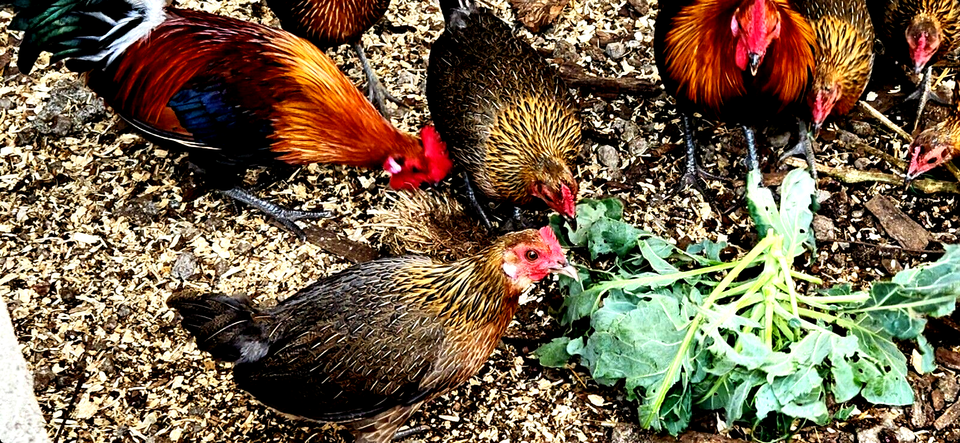 6 NPIP/AI CLEAN RED JUNGLE FOWL Chicken Hatching Eggs GRADE A++ | eBay