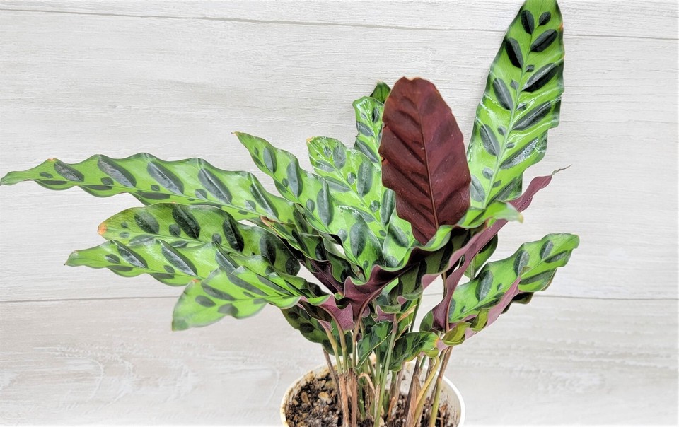 Calathea lancifolia ,Rattlesnake Plant, Prayer Plant,Calathea Live in 3 ...