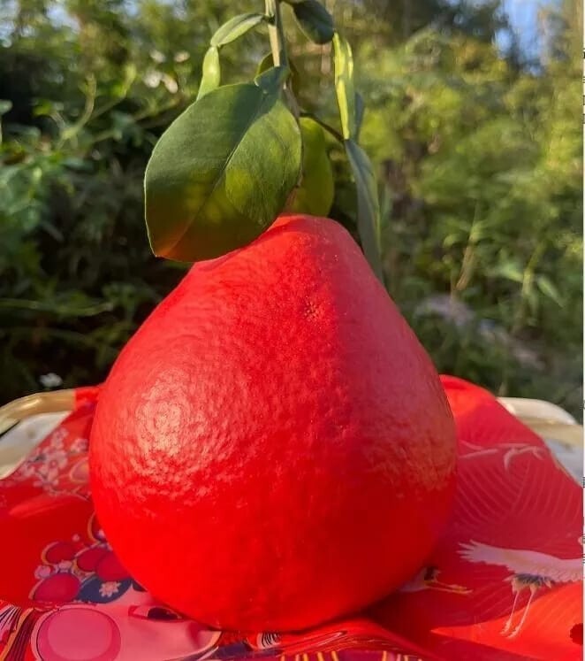 10+ High Germination Red Pomelo Citrus Maxima Red Flesh Bonsai Fruit ...