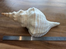 Collectible Shells for sale | eBay