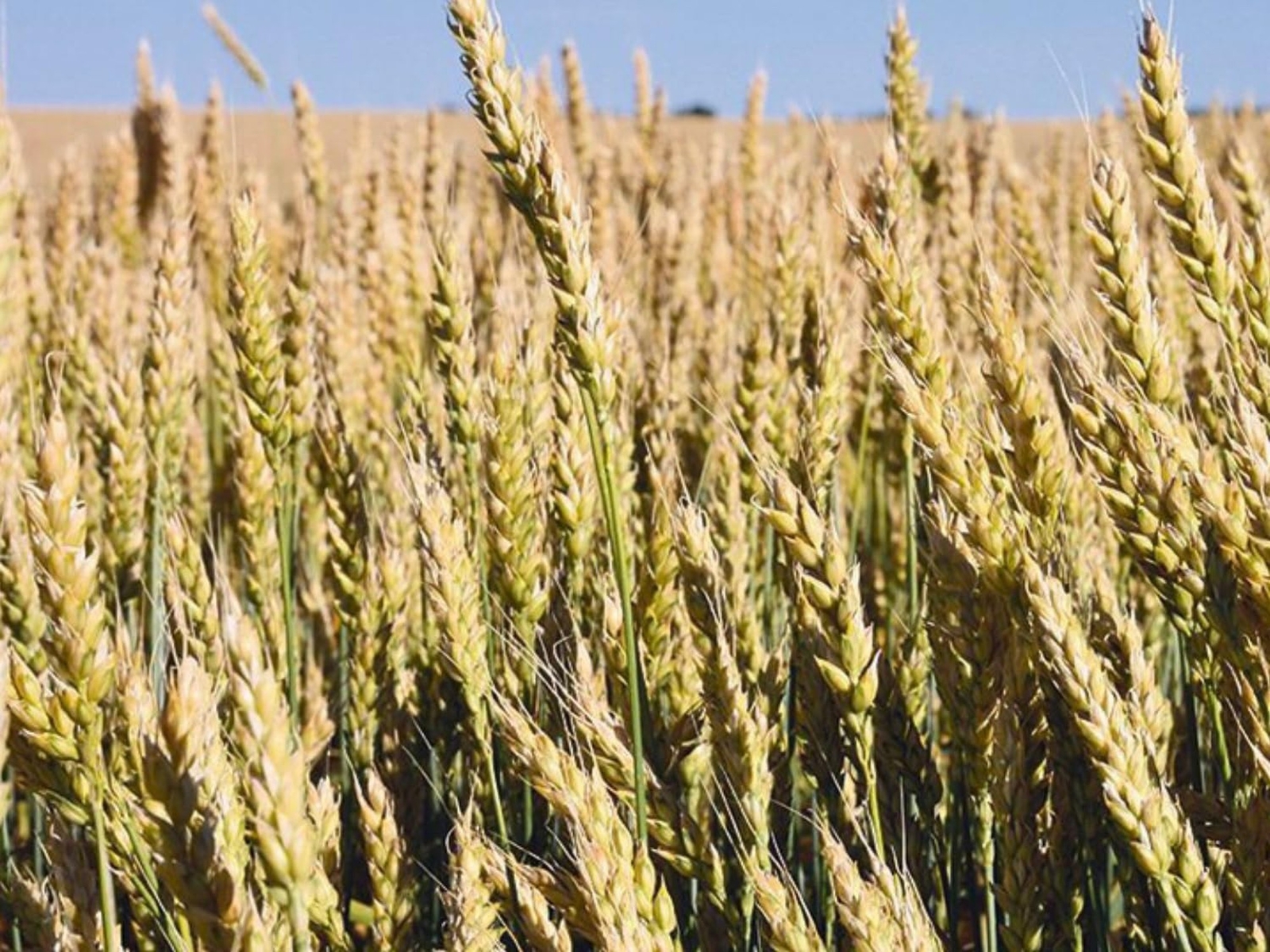 Wheat Field Seed, Beardless Soft Winter Wheat 50lb Bag Bundled by ...