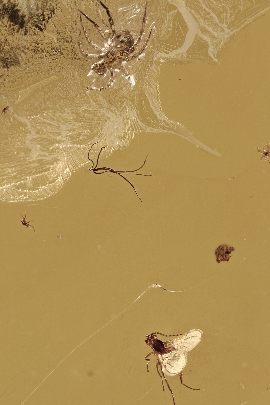 GALL MIDGE & HAIRY MITE Fossil Inclusion Genuine BALTIC AMBER 230322-72 ...