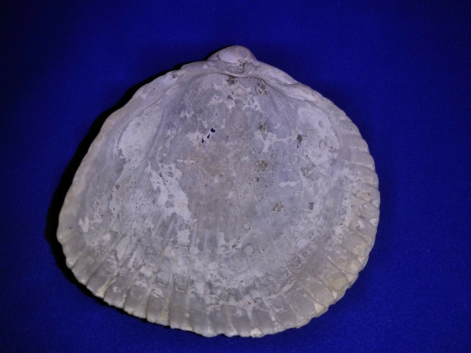 CK04 Atlantic Giant Cockle Sea Shell Dinocardium Robustum Cardiidae ...
