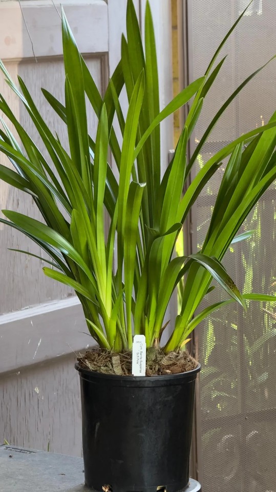 Cymbidium Barrita Suspense 'Soft Pink' - Super Fragrant. 5" Pot | eBay