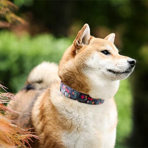 Dog Collar Cute Flower, Reflective Adjustable Basic Collars for Medium ...