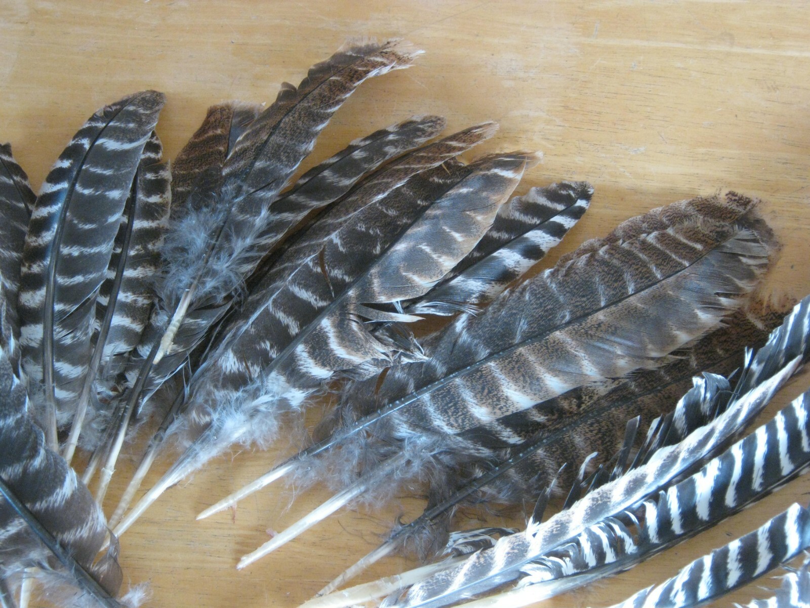 Eastern Wild Turkey Loose Wing Feathers Fly Tying Art Crafts Arrow ...