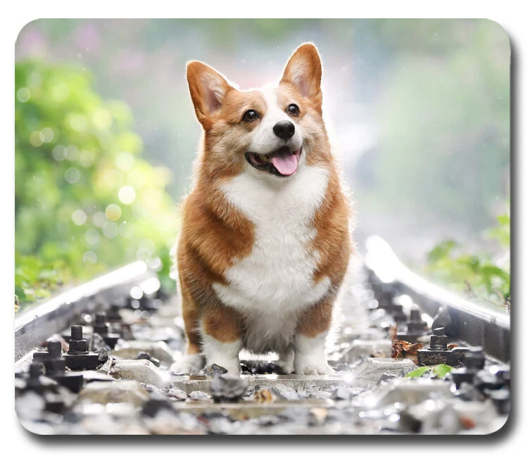 Office Corgi