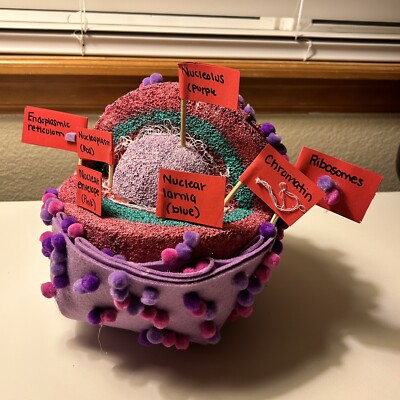 Nucleus Model for School Project | eBay