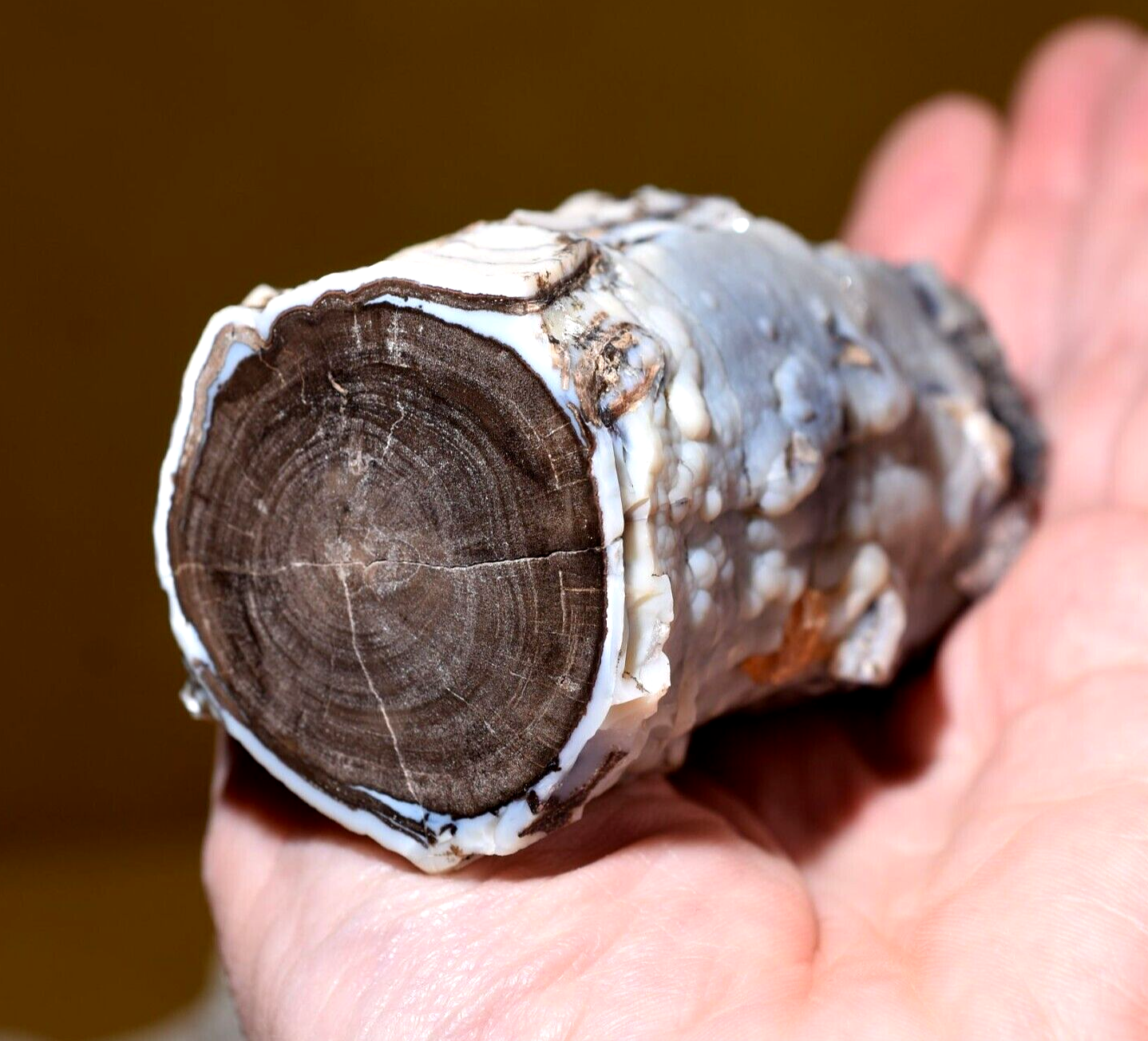 !WOW! Blue Forest Botryoidal Agatized Petrified Eocene Wood Tree Branch ...