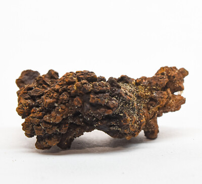 16g Turtle Poop Coprolite Natural Fossil Mineral Authentic Prehistoric ...